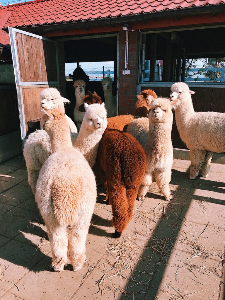 ChatGPT बनाम LLaMA - Embracing Sustainable Technology for a Greener Future