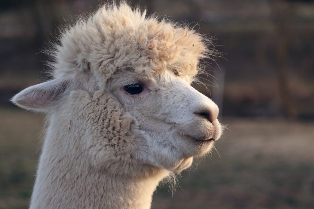 ChatGPT Vs LLaMA - Embracing Sustainable Technology for a Greener Future